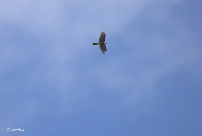 PASARI DIN ROMANIA: ULIU PORUMBAR (ULIUL GAINILOR), Accipiter gentilis
