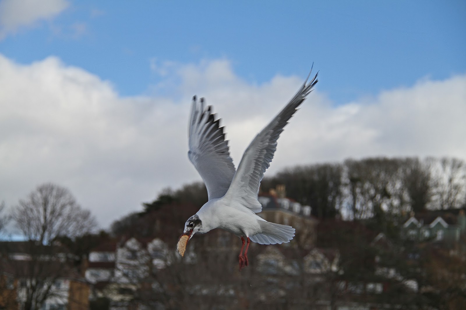 Lonicera's World, Images & Stories