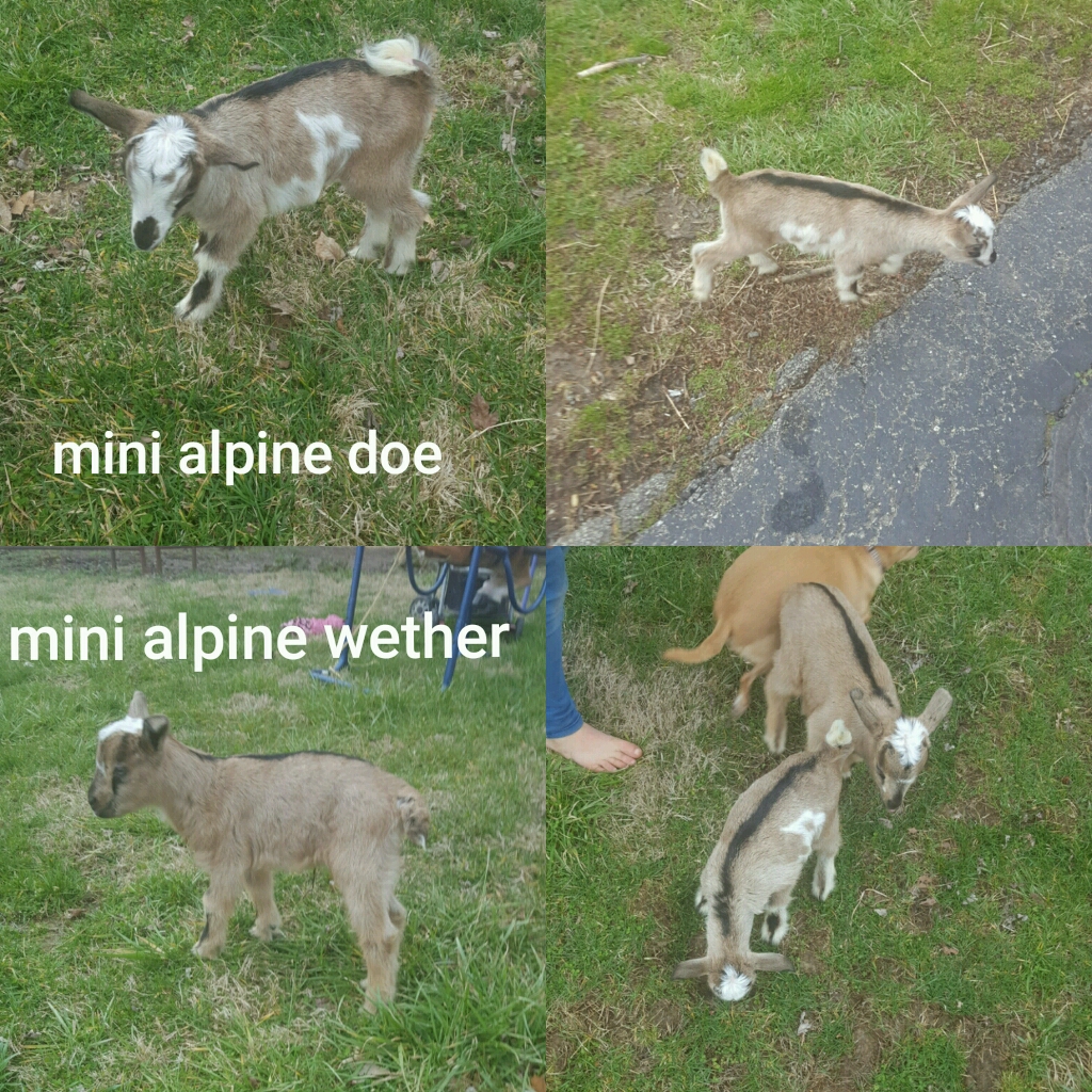 Feisty Farm Miniature Alpine Dairy Goats
