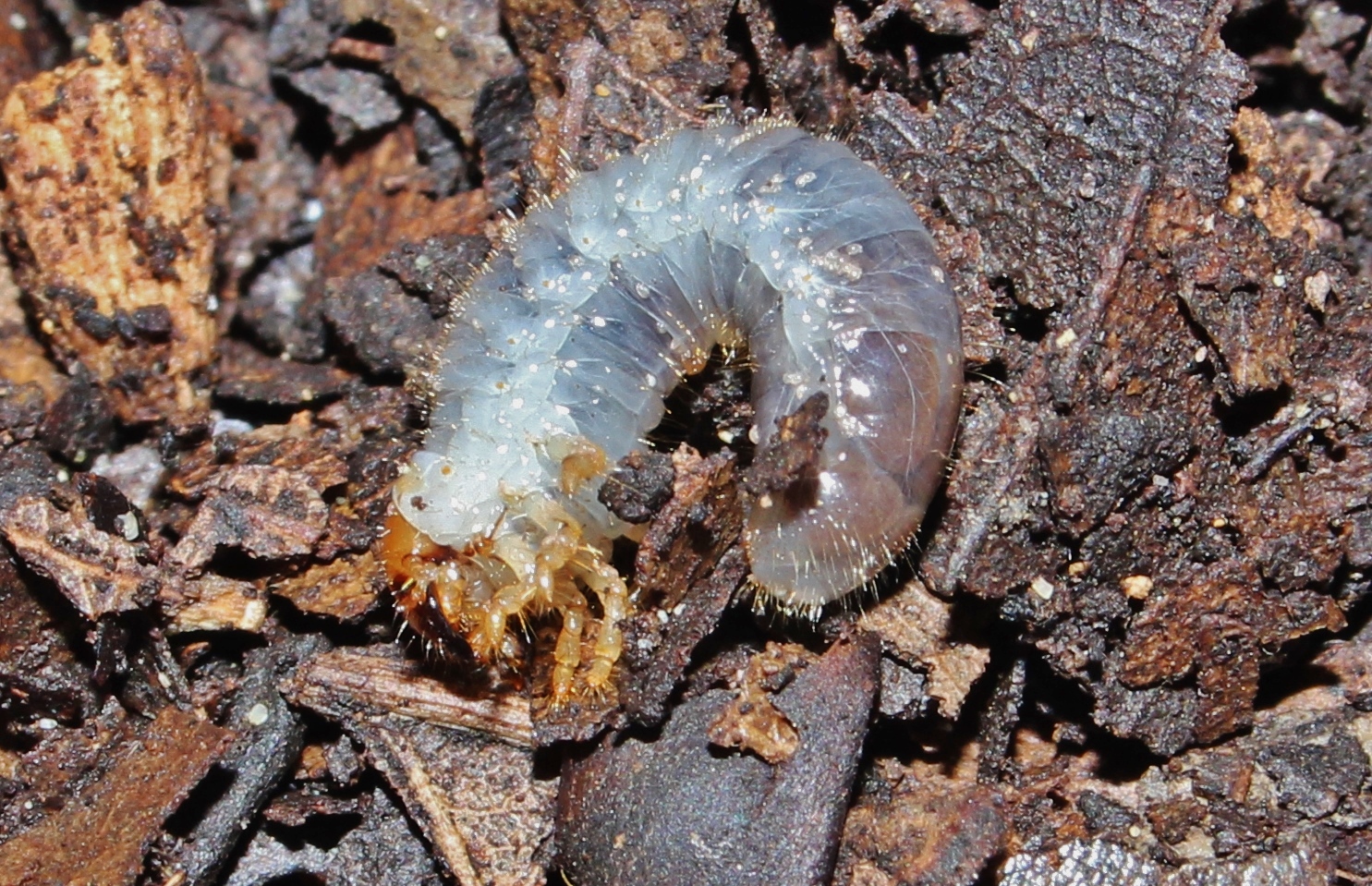 Biodiversity of Cyprus by NGO Protection of the Natural Heritage and ...