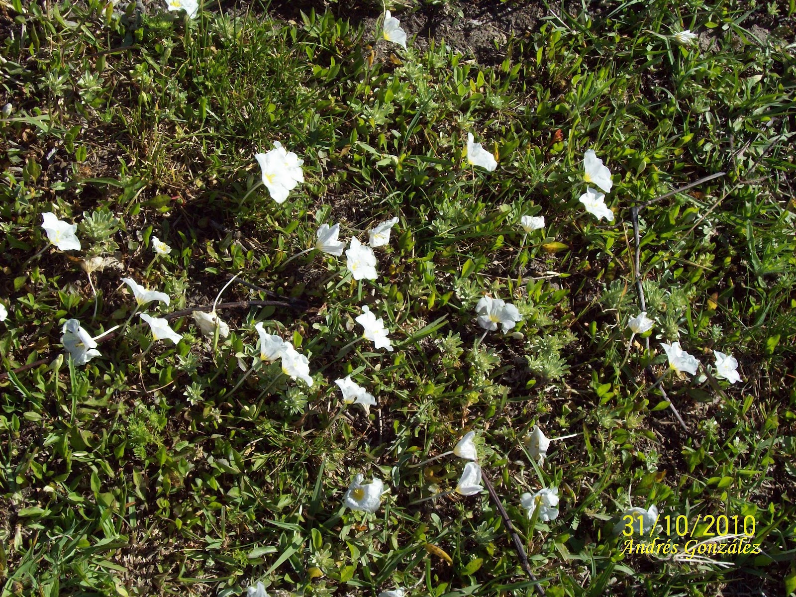FOTOS DE FLORA NATIVA Y ADVENTICIAS DE URUGUAY : Nierembergia rivularis ...