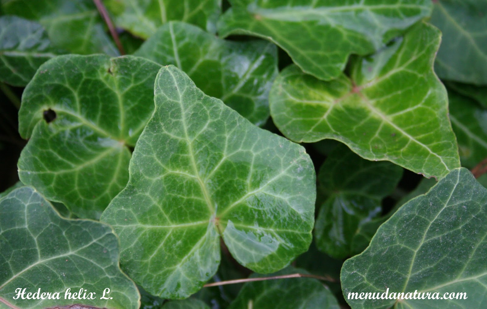 Menuda Natura: Hedera helix L.