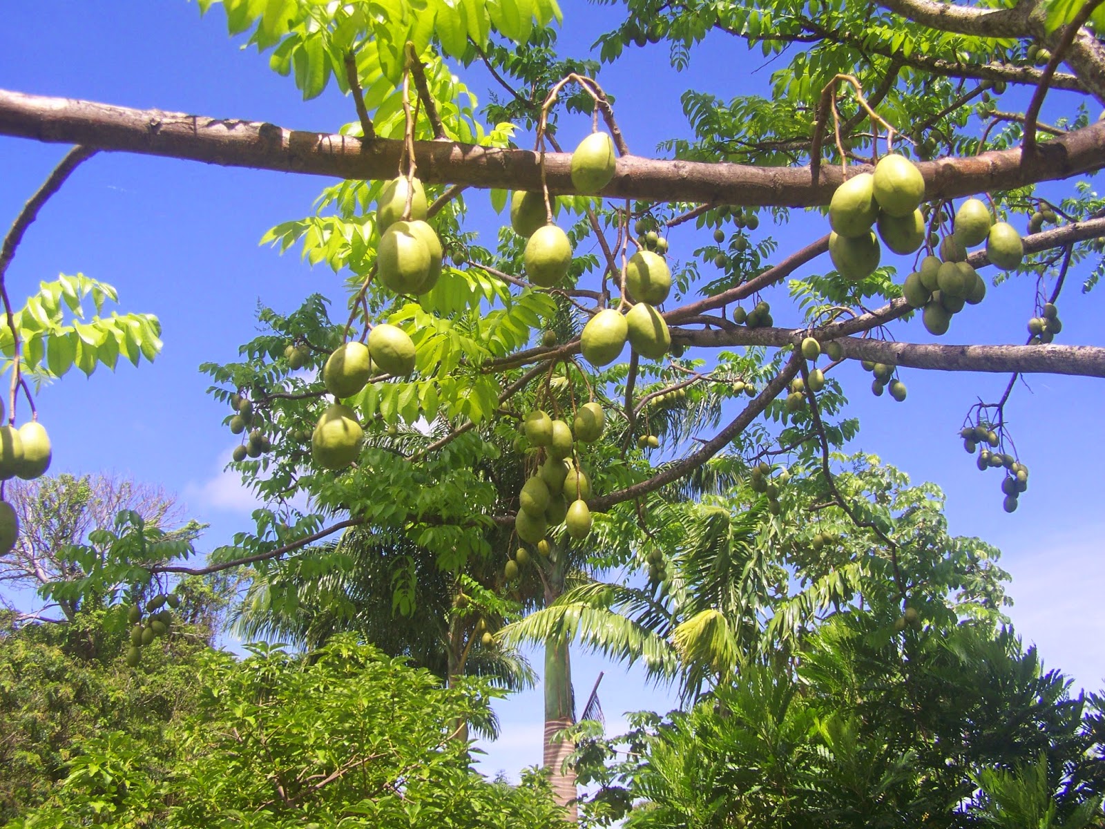 my rustic bajan garden: Homestead update