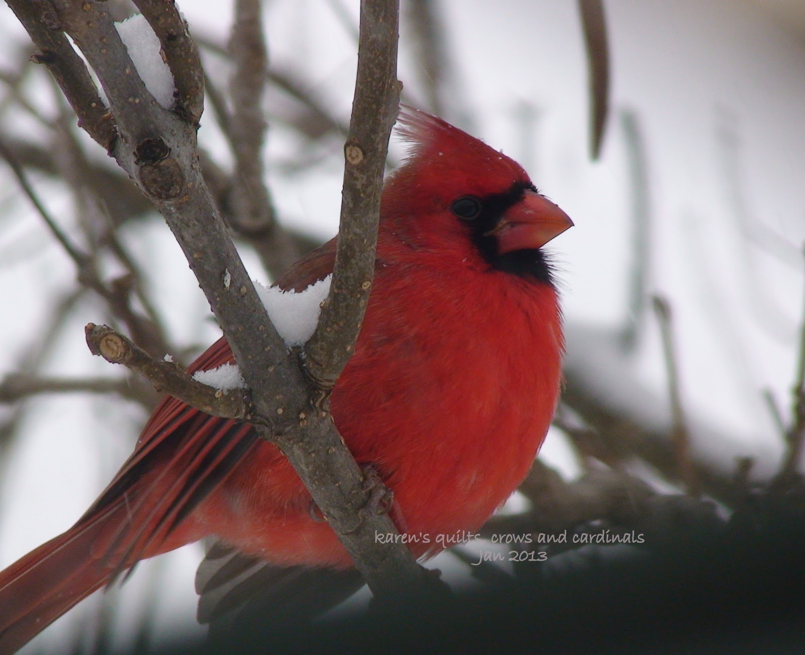 Karen's Quilts, Crows and Cardinals: Happy New Year & Fun Pics