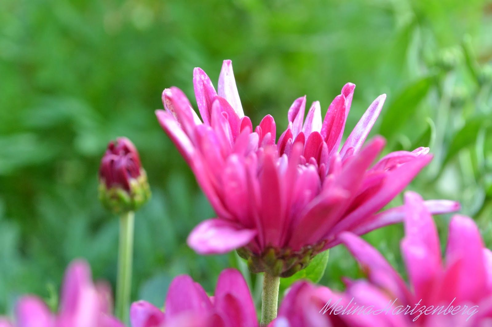 livingplantworld: Asteraceae Astereae Aster