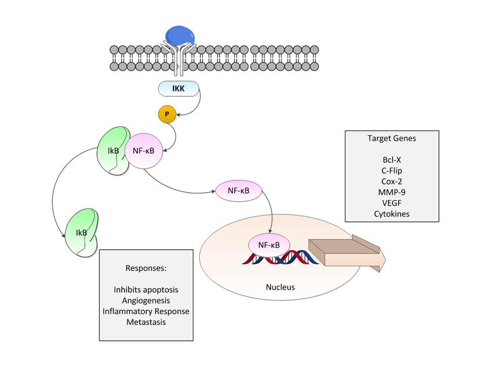 The Squirrel's Nest: Extracellular Matrix vs Intracellular Pathway