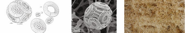 morphogenese - automne 2013: Les Coccolithes