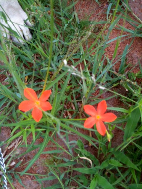 Thoughts from Botswana by Lauri Kubuitsile: Botswana's Wildflowers