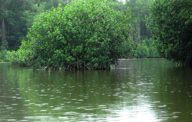 los ecosistemas : RESERVA NACIONAL DE TUMBES