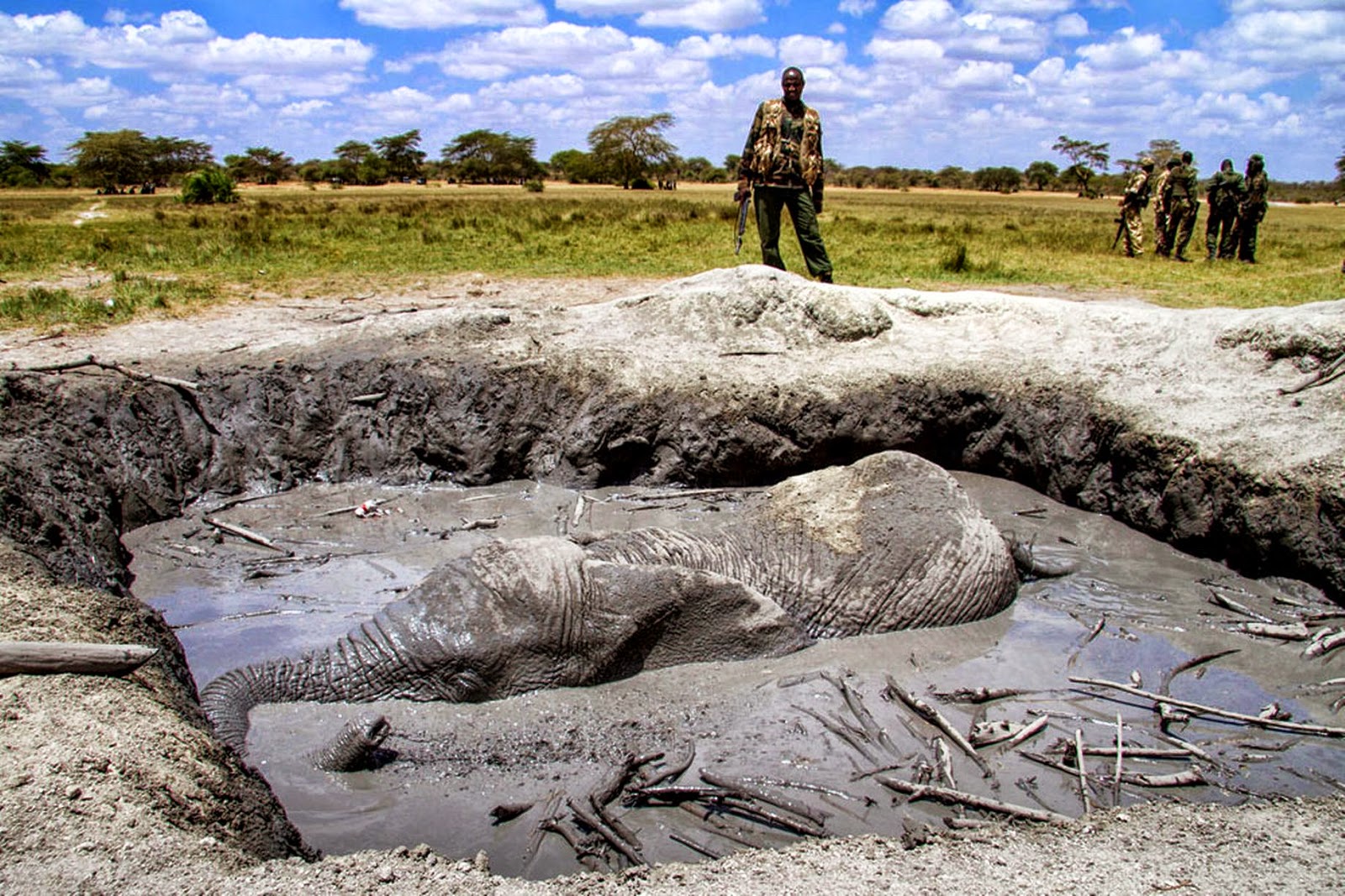 Dramático rescate de un elefante atrapado en un pozo de barro ...