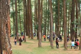 Sejarah Hutan Pinus Nongko Ijo - KRIDHA RAKYAT
