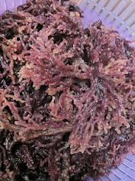mysweetbeautyshops: SEAWEED ( RUMPAI LAUT ) INI ASLI KAH???..