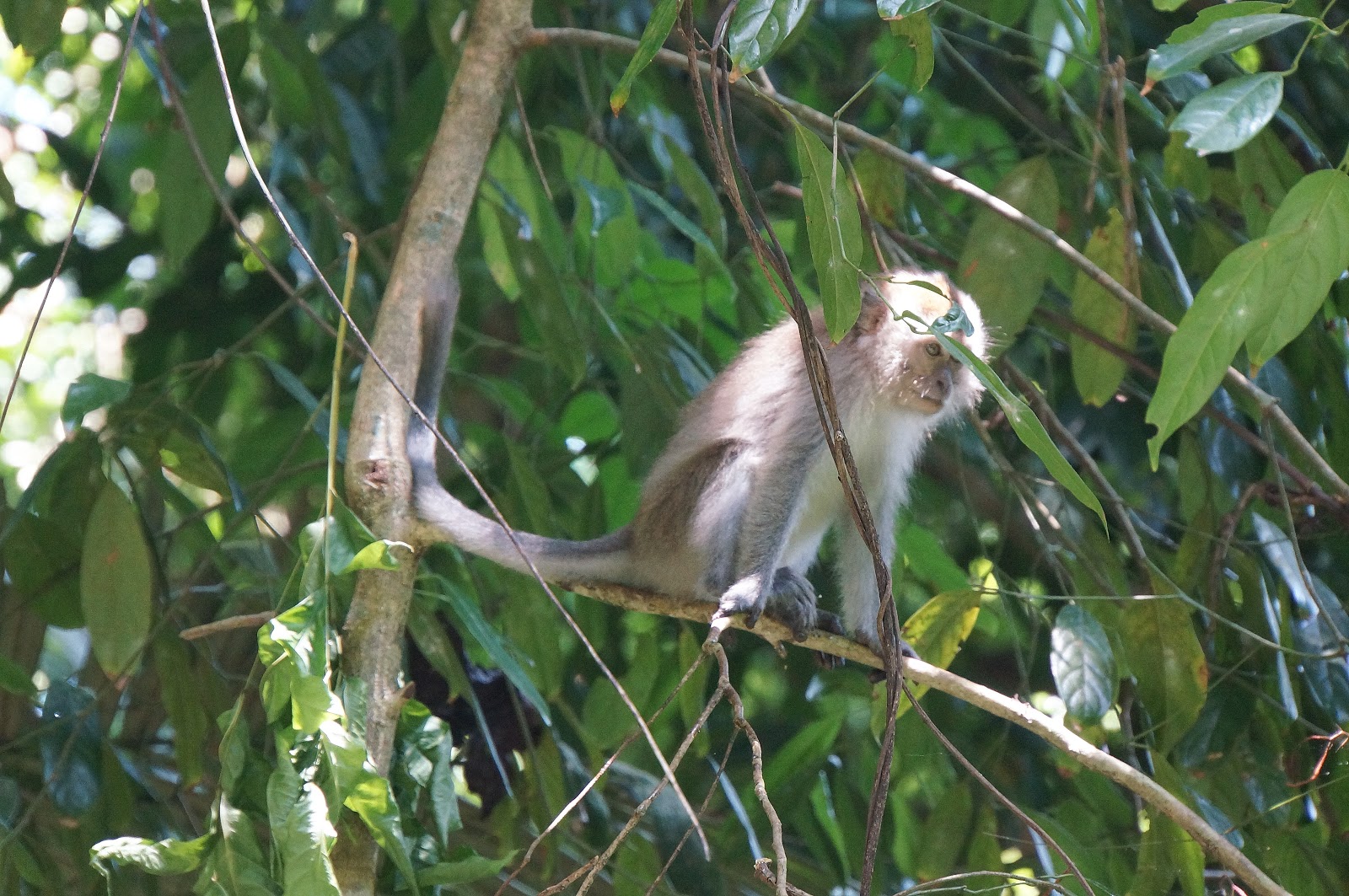 Malaisie - jour 12 : Tioman - Jungle trek vers Juara