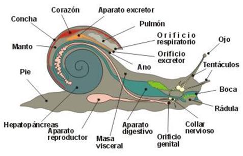 CIENCIAS NATURALES LA UNION: INVERTEBRADOS CON SISTEMA DIGESTIVO SIMPLE ...