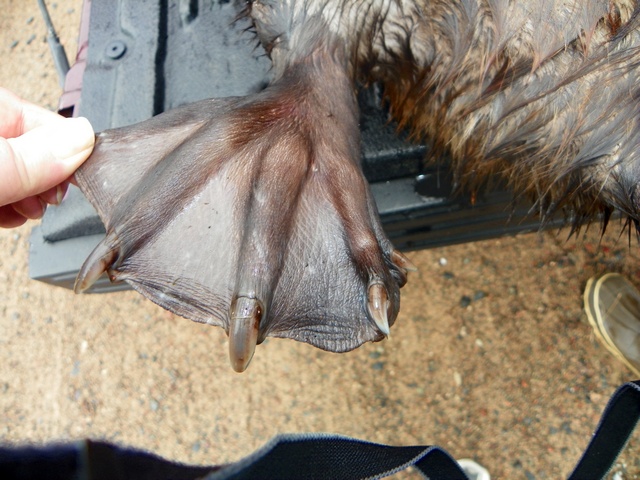 Up North With Mel: spring trapping season~