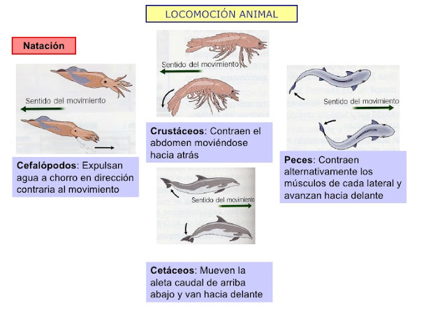LOCOMOCIÓN EN INVERTEBRADOS