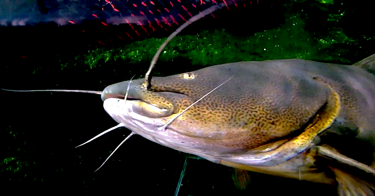 Aquarium Movies (Japan) archive 生きている魚図鑑: ジャウー Jau, Gilded catfish ...