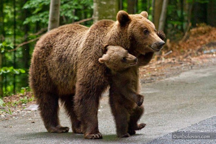 ANIMALE DOMESTICE SI SALBATICE DIN TOATA LUMEA: ursul