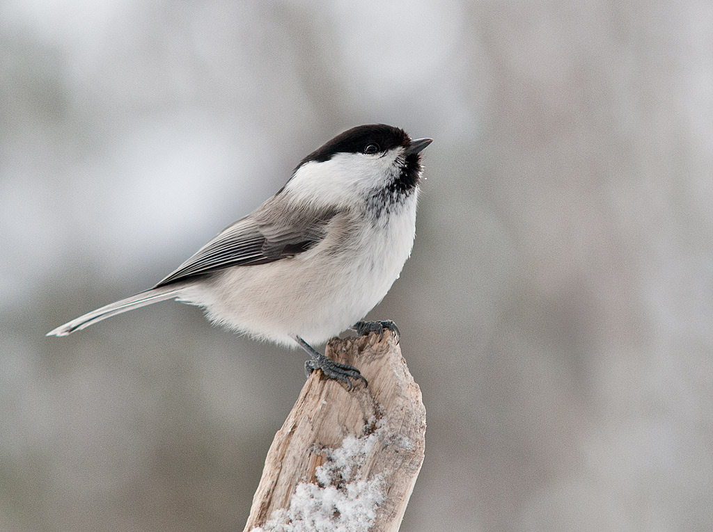 Naturfotograf Trond-Arild Andersen: Diverse fugler