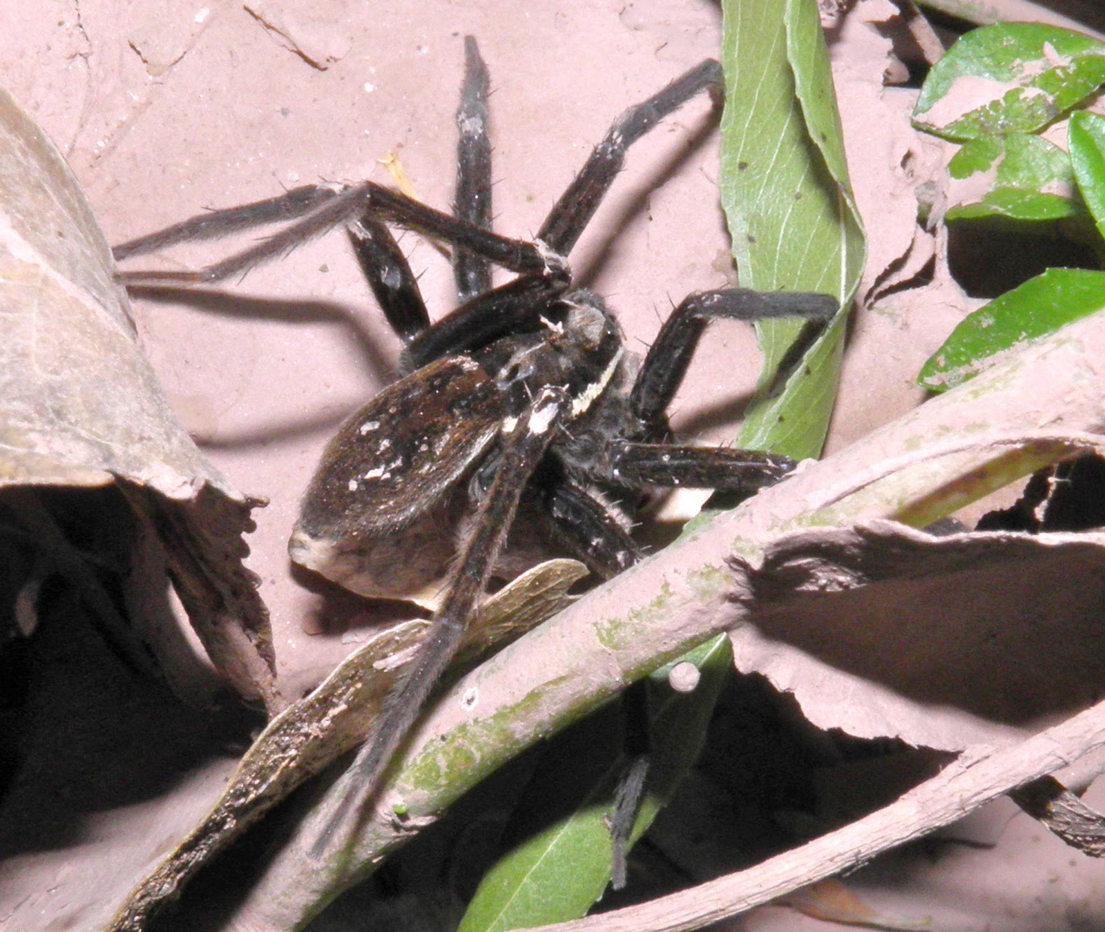 Arizona: Beetles, Bugs, Birds and more: Seining for native Arizona fish ...