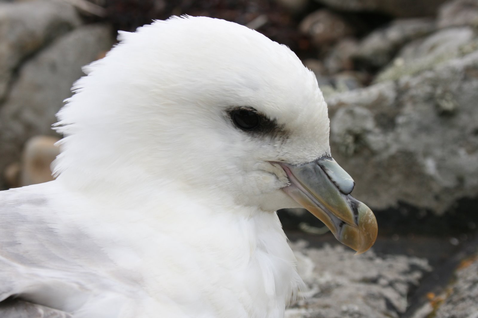 A life at the shoreline. .. by Jeff Copner : Fulmar Petrel