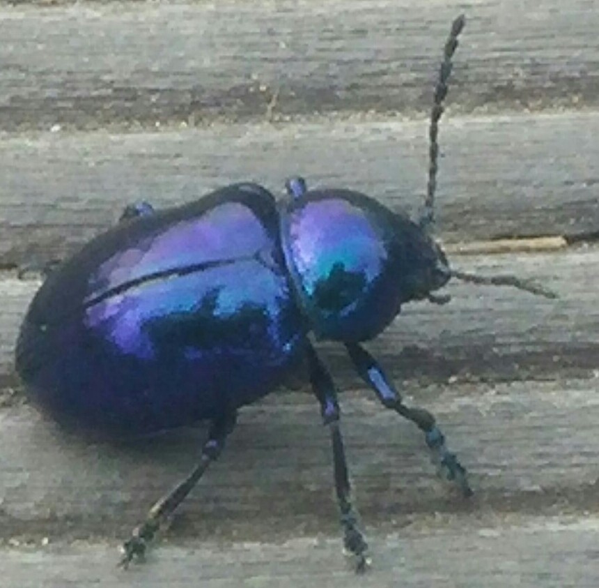 creativiti project: Incheon Animals: Brilliant Blue Beetle