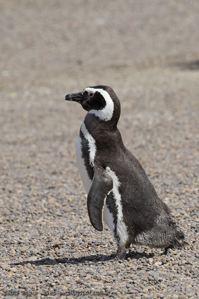 mis fotos de aves: Spheniscus magellanicus Pingüino Patagónico ...