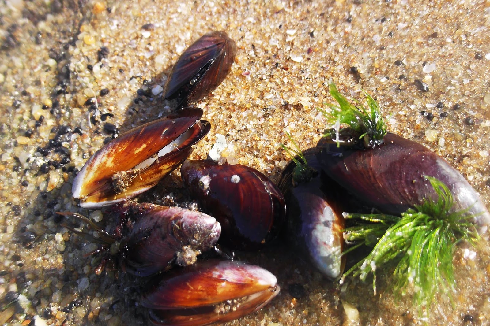 NEGOMBO SEAFOODS: KAHA PARAW