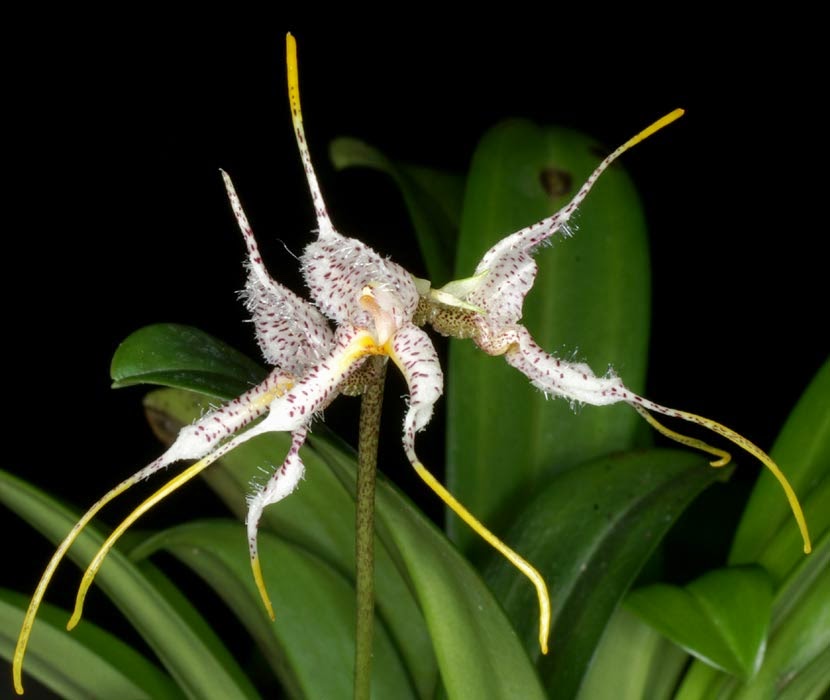 7 Beautful Pics Of Masdevallia ... see more - Top Foto