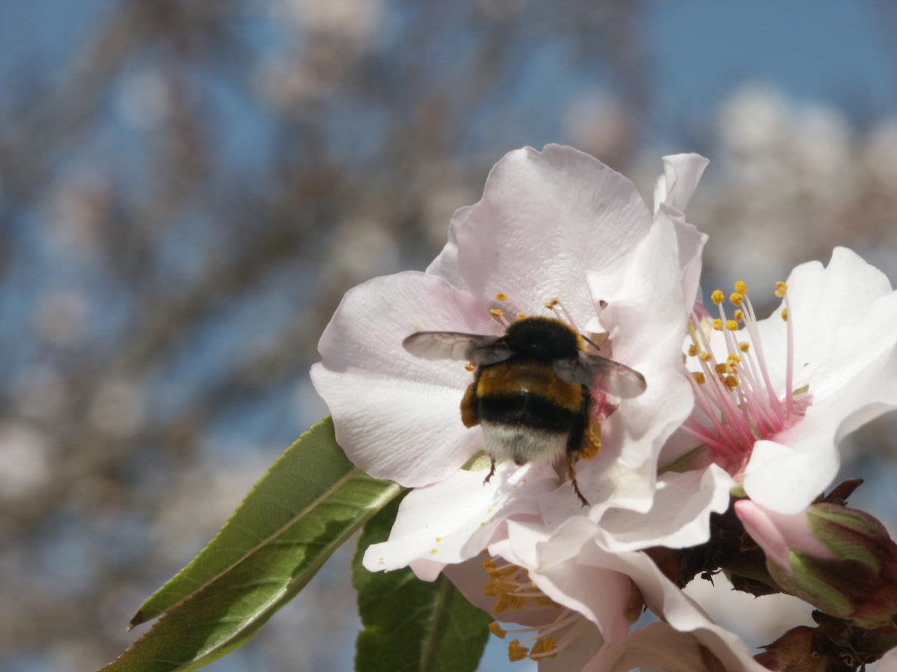 Već 20 godina bumbari su u Izraelu rješenje za oprašivanje povrća