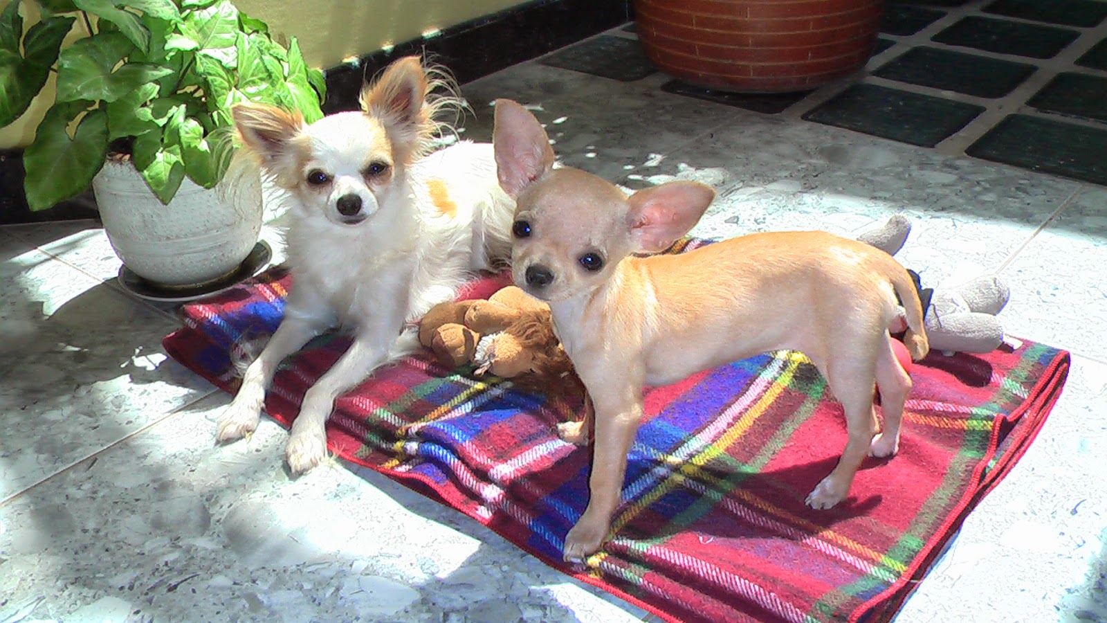 Pequeños Chihuahuas, Grandes Sueños