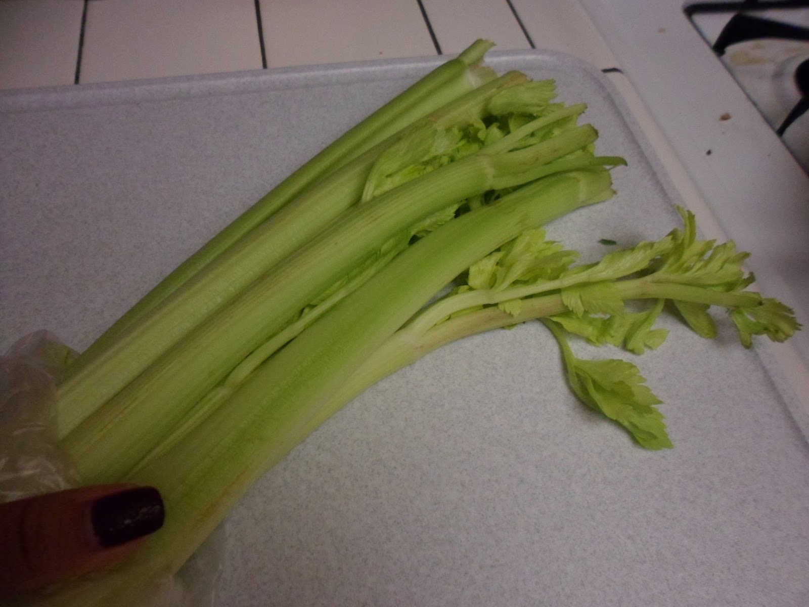 AP Bio_Lozano: Modified Leaf of a Plant