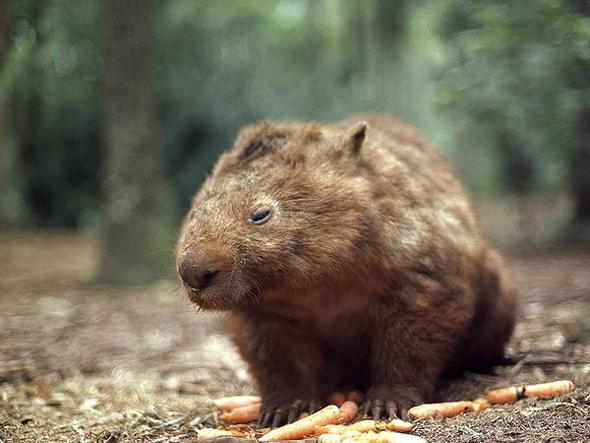 Wombat