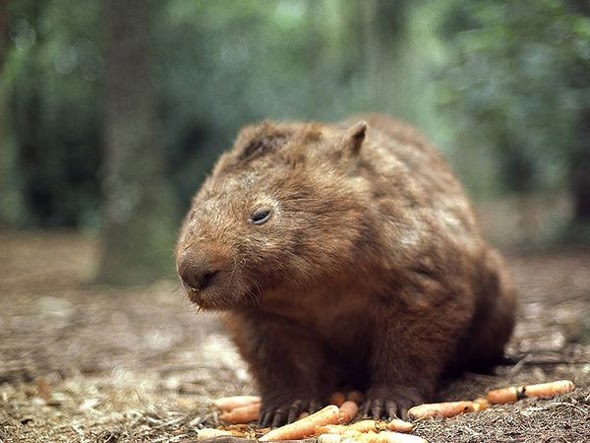 Wombat