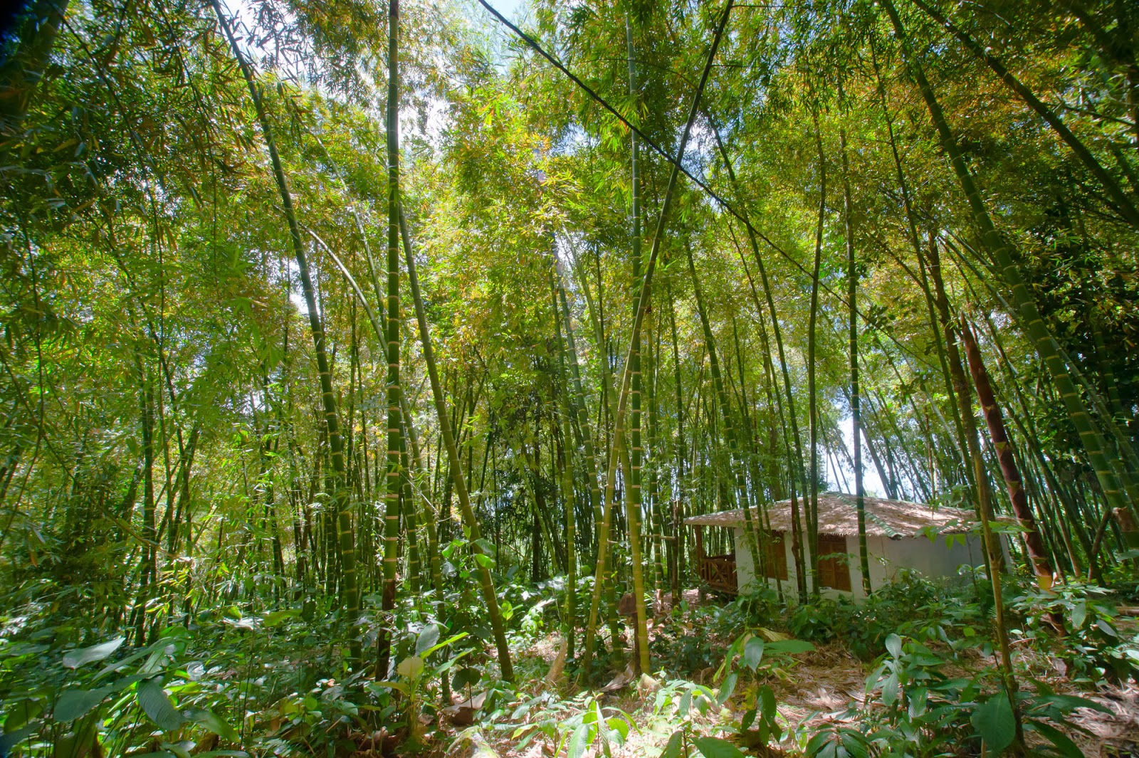 LA GUADUA, UN MATERIAL ALTERNATIVO Y SOSTENIBLE