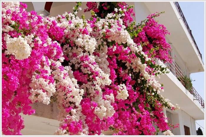 The crazy stuff: Beauty Of Bougainvillea Vines