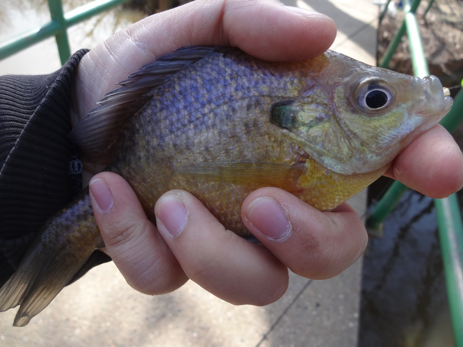 Extreme Philly Fishing: Be a "Sunfish Expert:" A Simple Guide for ...