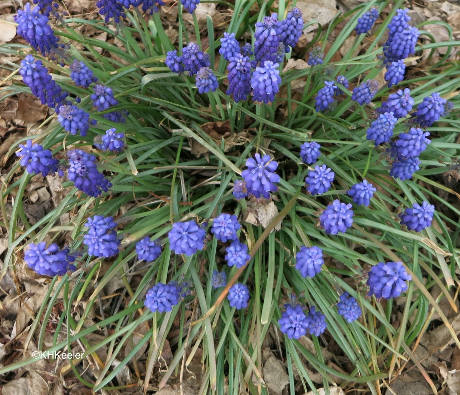 A Wandering Botanist: Plant Story-- Grape Hyacinths, Muscari