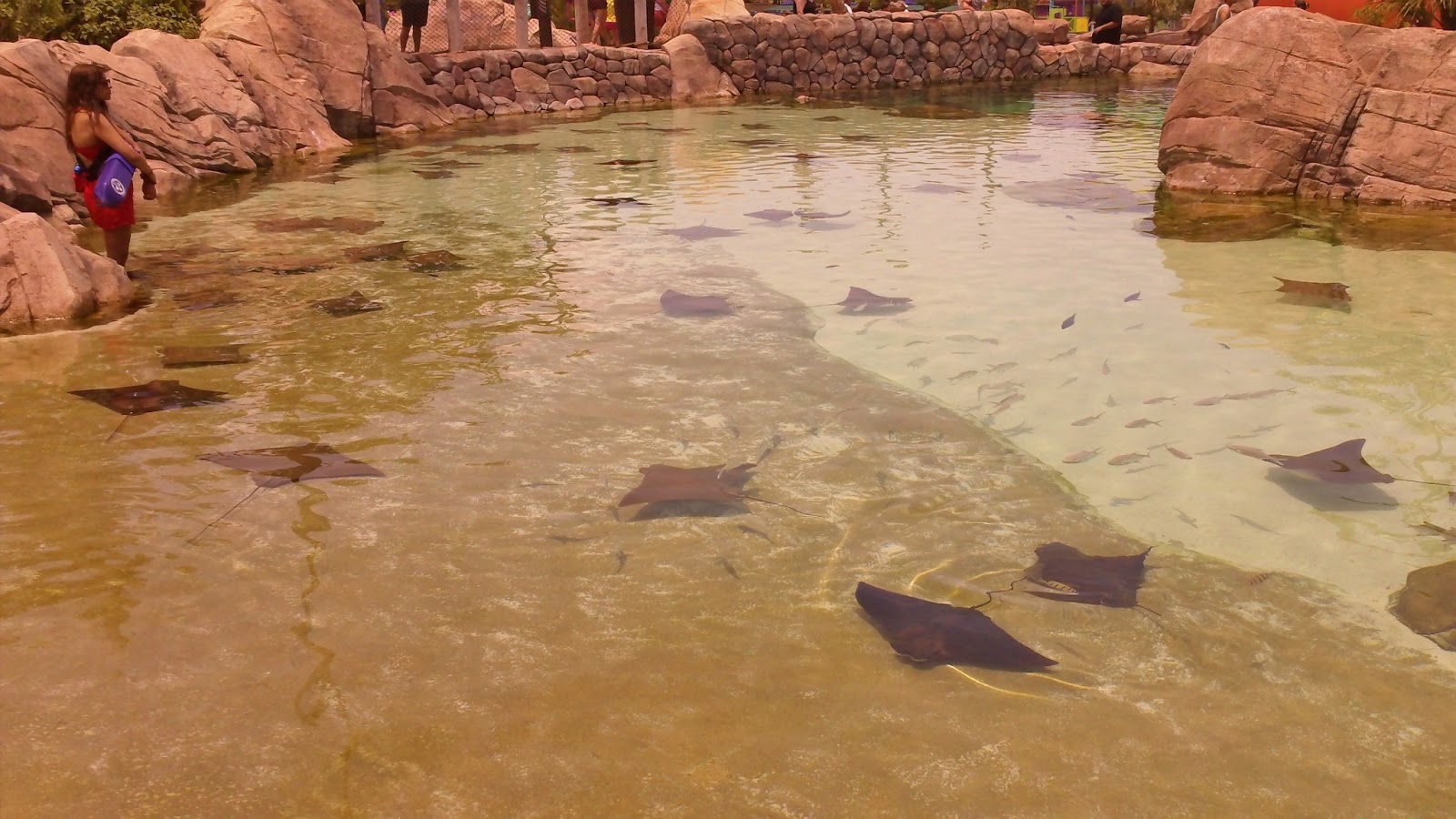 There's Magic Out There: Sting ray Interaction at Seaworld San Antonio ...