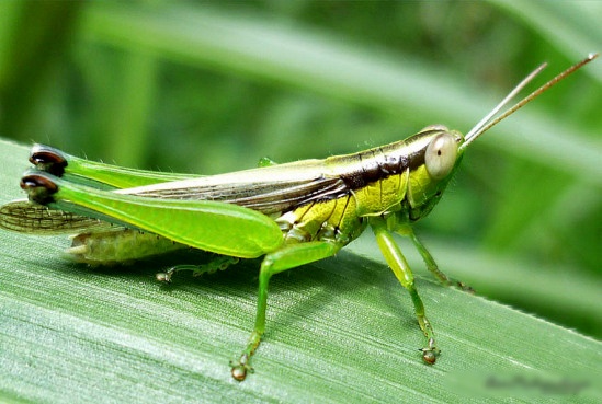 EKOGEO: ARTROPODA : HEWAN DENGAN KAKI BERUAS-RUAS