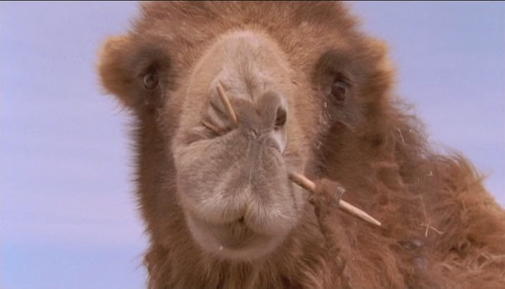 Film Walrus Reviews: Film Atlas (Mongolia): The Story of the Weeping Camel