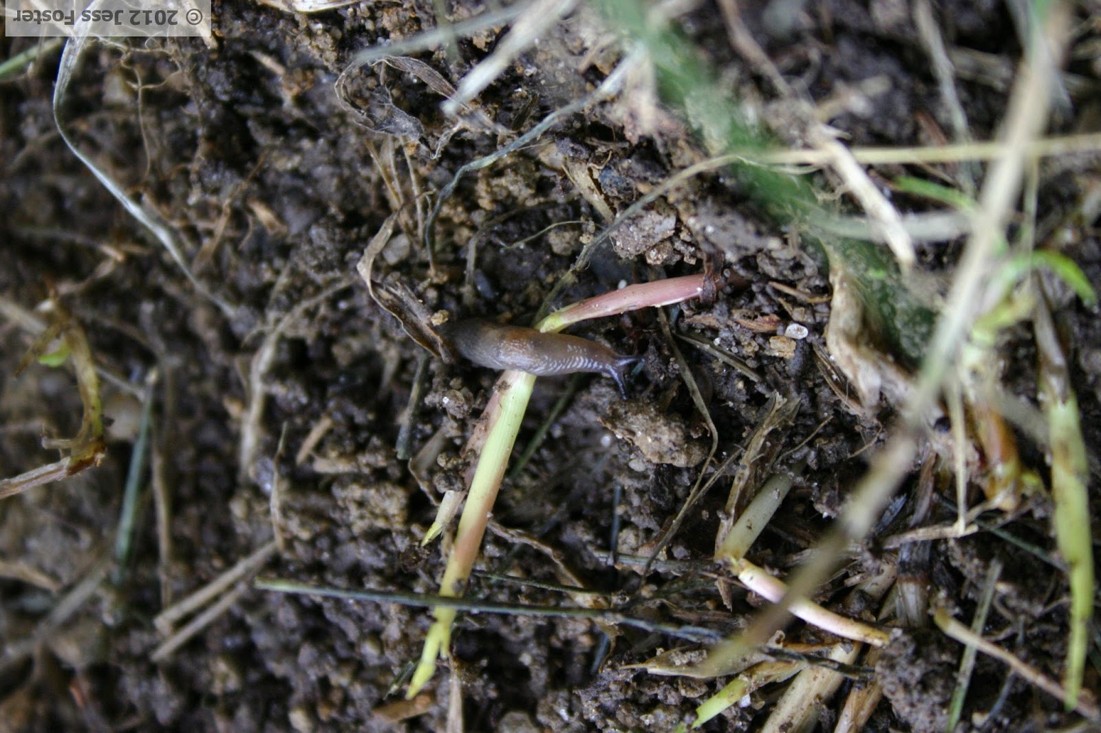 Sluggin' Along: New Slug Species