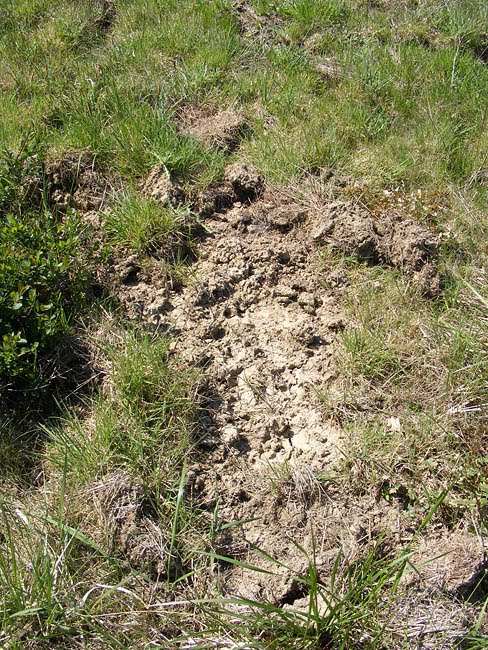 Loire Valley Nature: Wild Boar - Sus scrofa