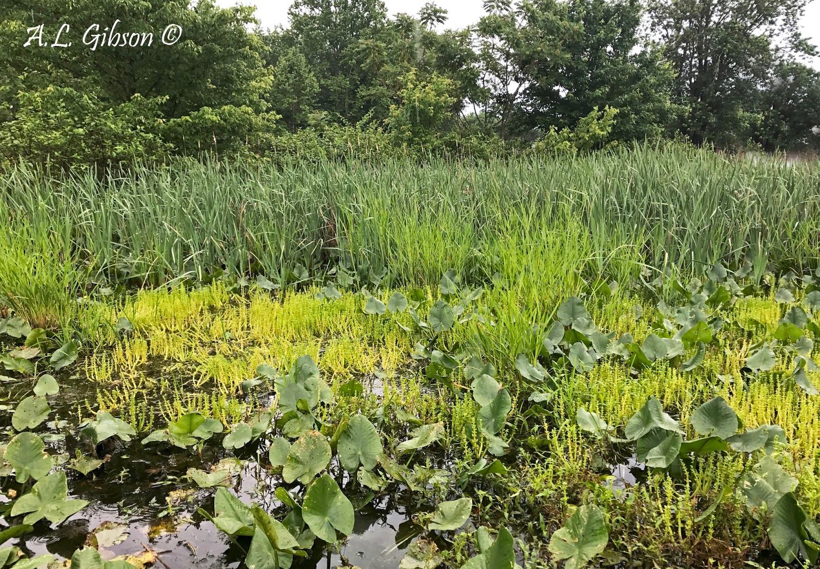 The Buckeye Botanist: 2018