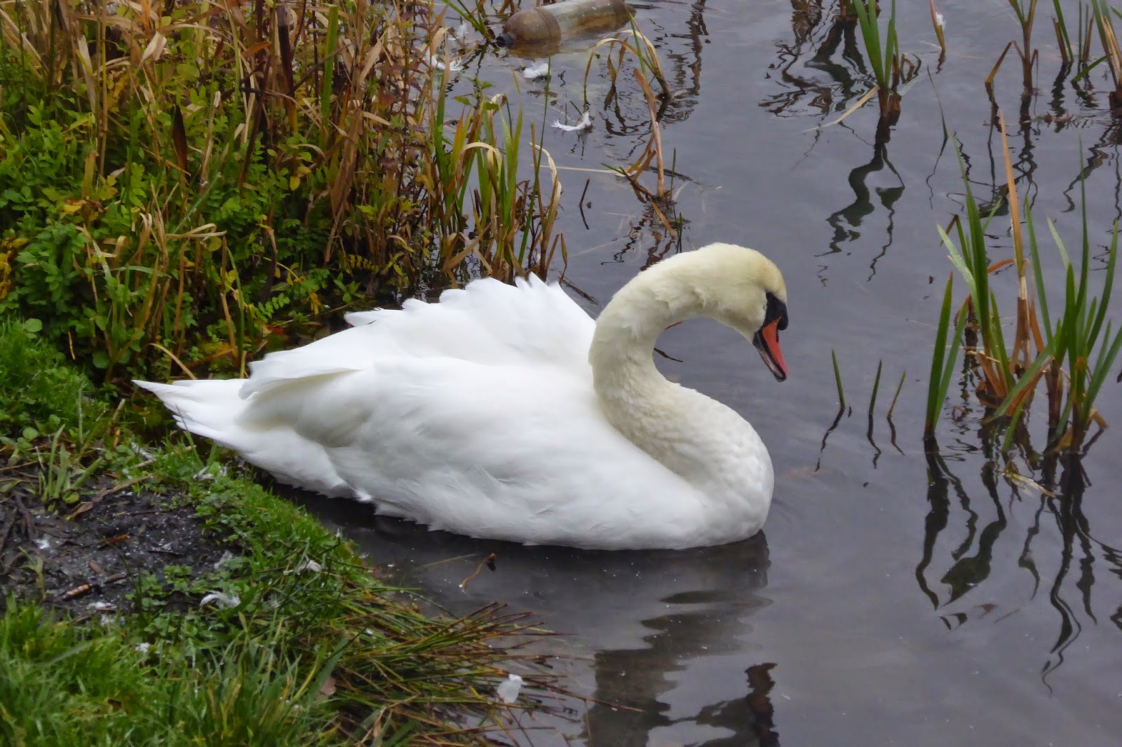 Janet, The Happy Wanderer: Walking along two of the languid canals of ...
