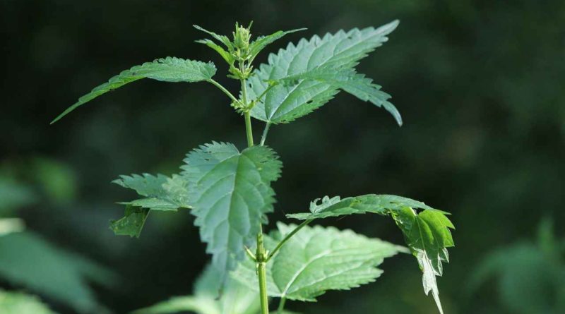 Roc N Tea: L'Ortie, une mauvaise herbe, pour une bonne reminéralisation