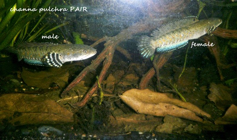 Mahamaya Hiko: Channa Pulchra Breeding , Bandung,Indonesia. (channa ...