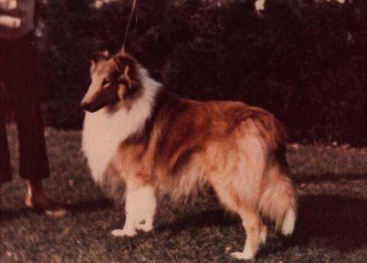 Key West Collies: 400th Post - All Collie Drill Team