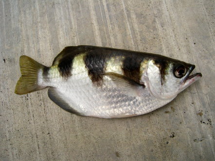 Woodland Jetty Fishing Hotspots: Banded Archerfish or Ikan Sumpit ...