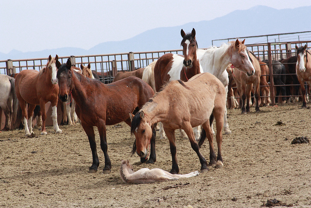 Save the Mustangs: Photos of BLM Roundups